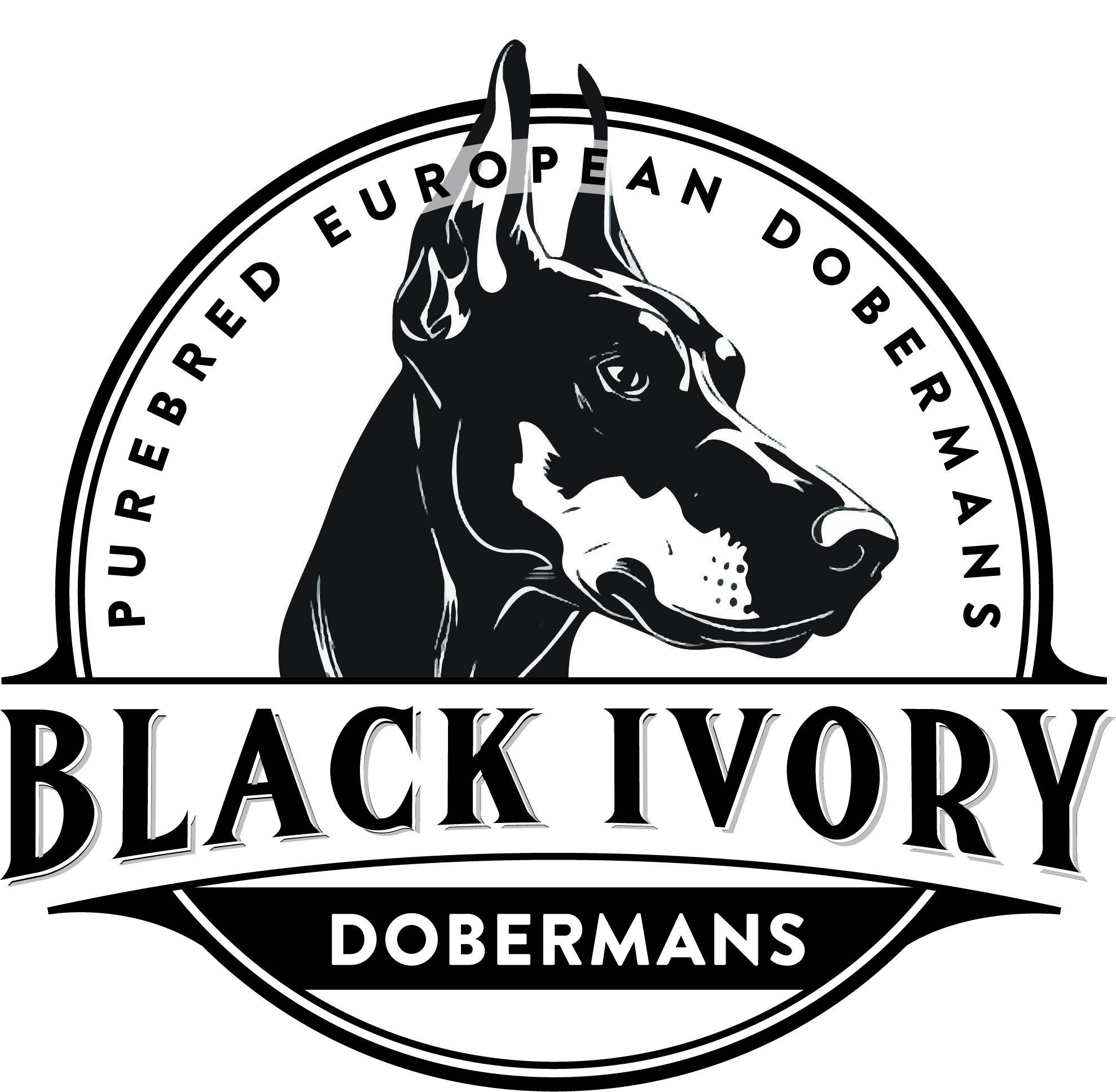 European Dobermans for Sale | Purebred Puppies | Black Ivory Dobermans